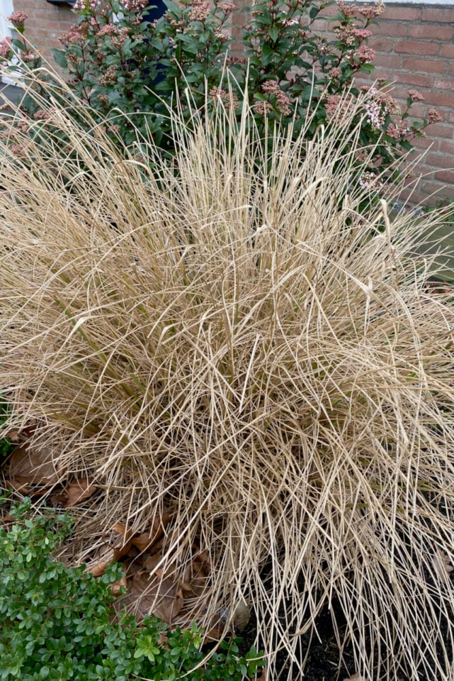 My Easy Trick To Prune Ornamental Grasses (But Should You Even Bother?)