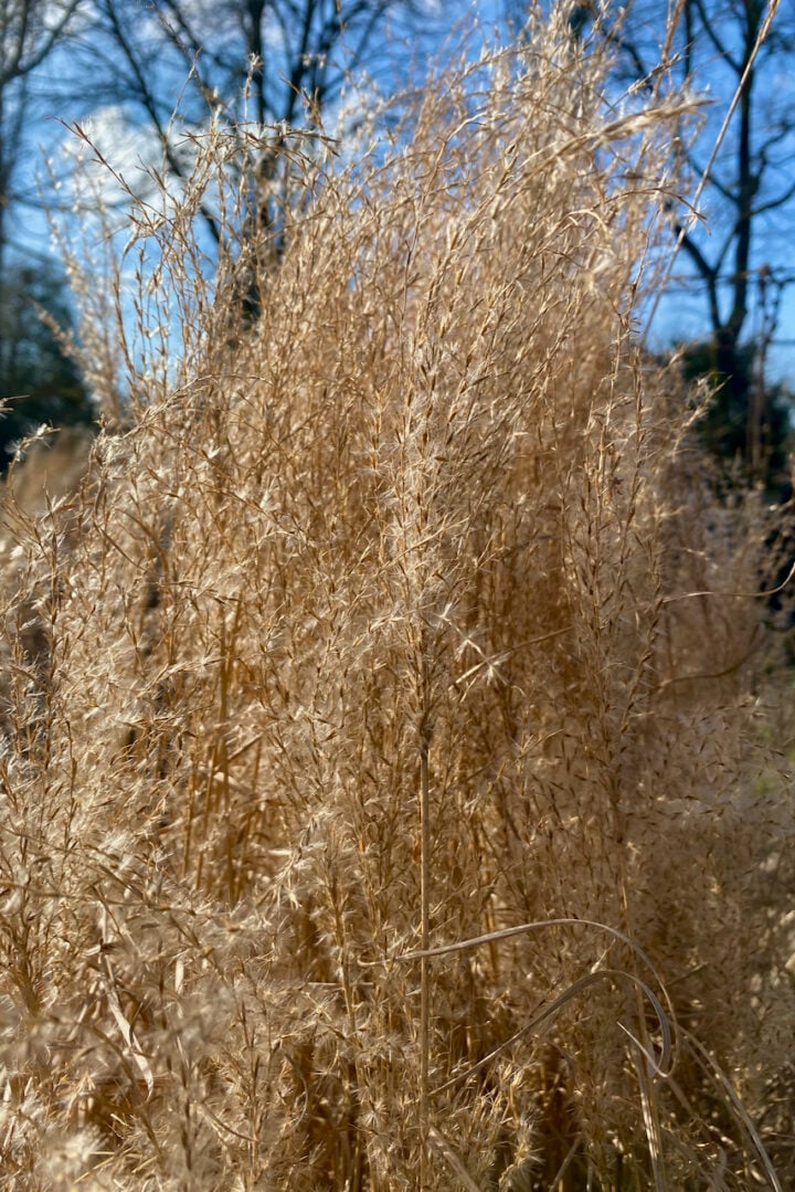 My Easy Trick To Prune Ornamental Grasses (But Should You Even Bother?)