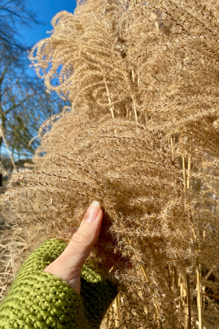 My Easy Trick To Prune Ornamental Grasses (But Should You Even Bother?)