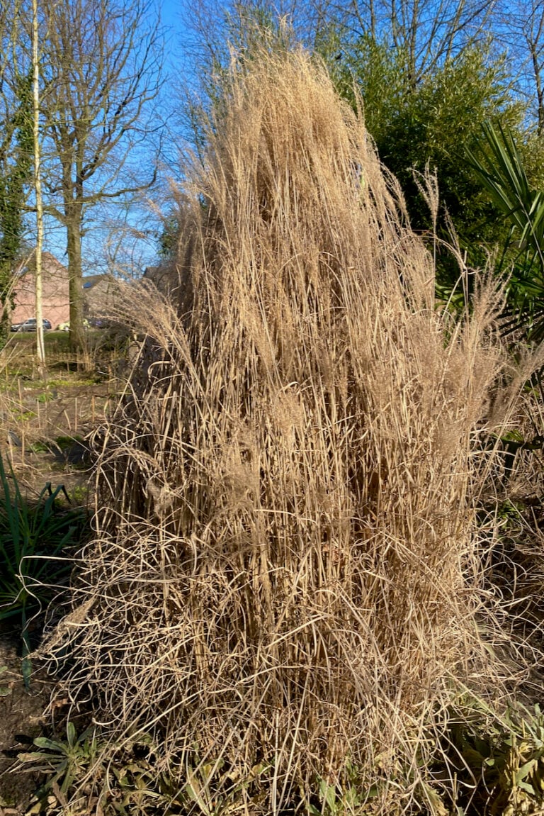 My Easy Trick To Prune Ornamental Grasses (But Should You Even Bother?)