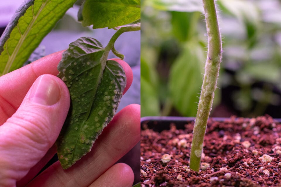 Blisters on Tomato Seedlings – What Is It & How to Treat It