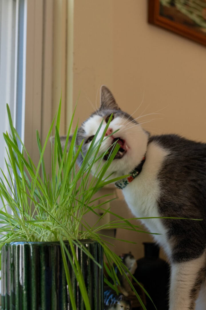 Grow Your Own Cat Grass & Save Some Money