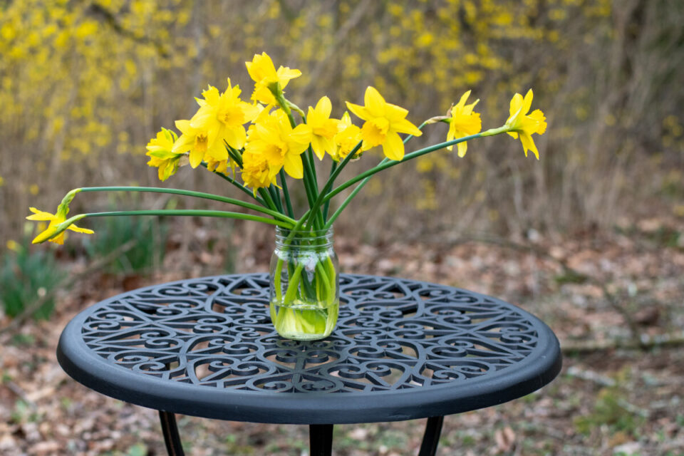Keep Fresh-Cut Daffodils Looking Beautiful For A Week Or More