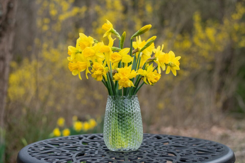 Keep Fresh-Cut Daffodils Looking Beautiful For A Week Or More