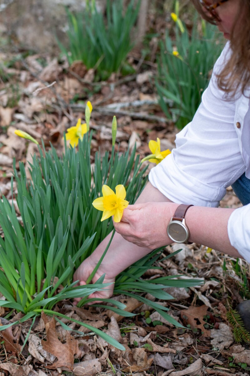 Keep Fresh-Cut Daffodils Looking Beautiful For A Week Or More
