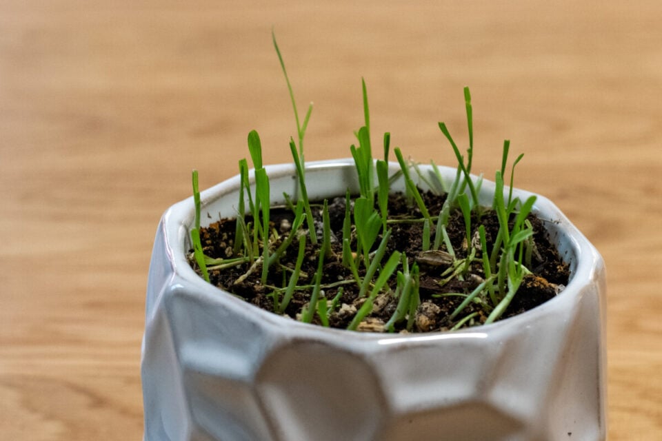 Grow Your Own Cat Grass & Save Some Money