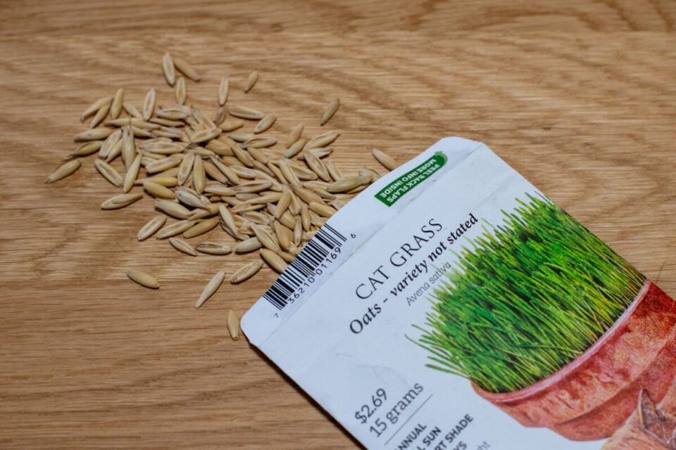 Grow Your Own Cat Grass & Save Some Money