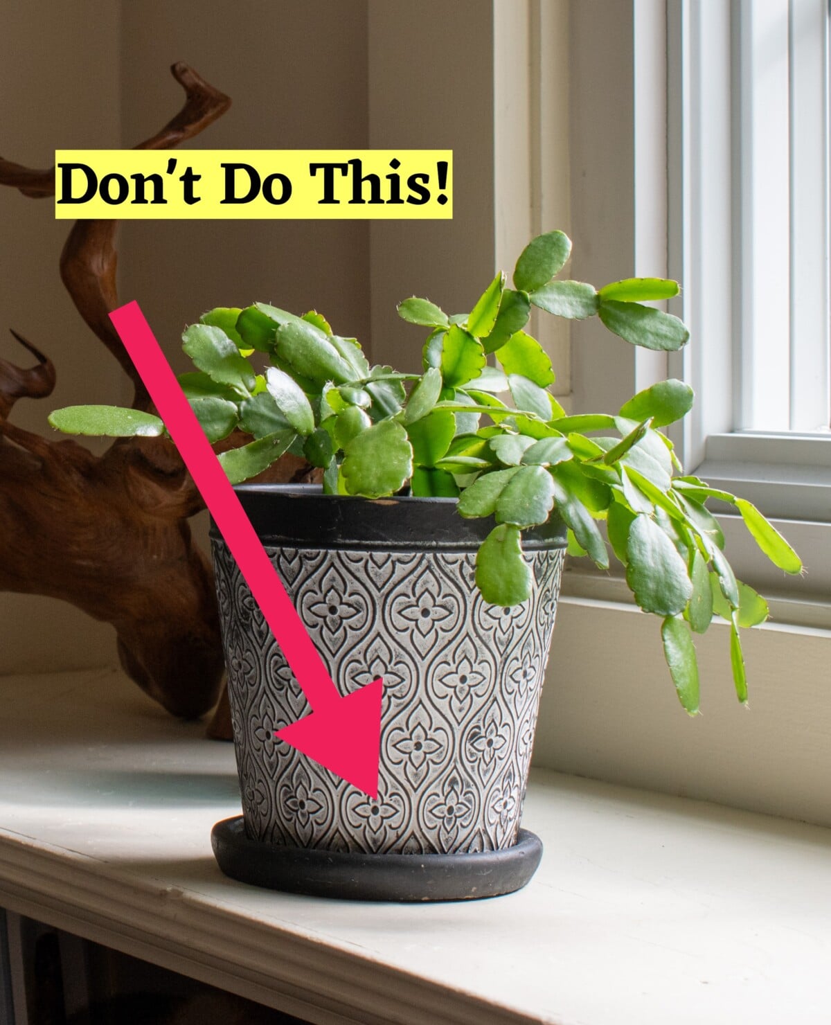 Stop Putting Saucers Under Your Planters – Do This Instead