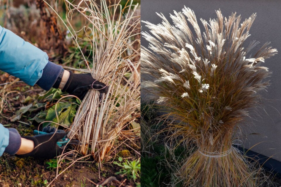 My Easy Trick To Prune Ornamental Grasses (But Should You Even Bother?)