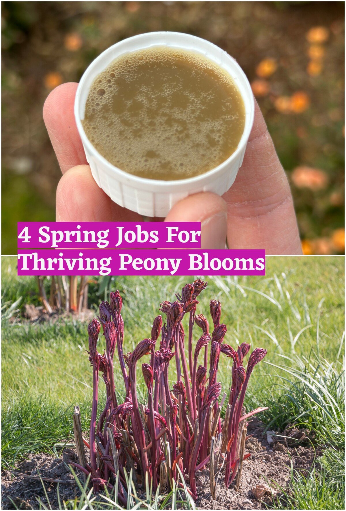 4 Spring Jobs for Thriving Peony Blooms