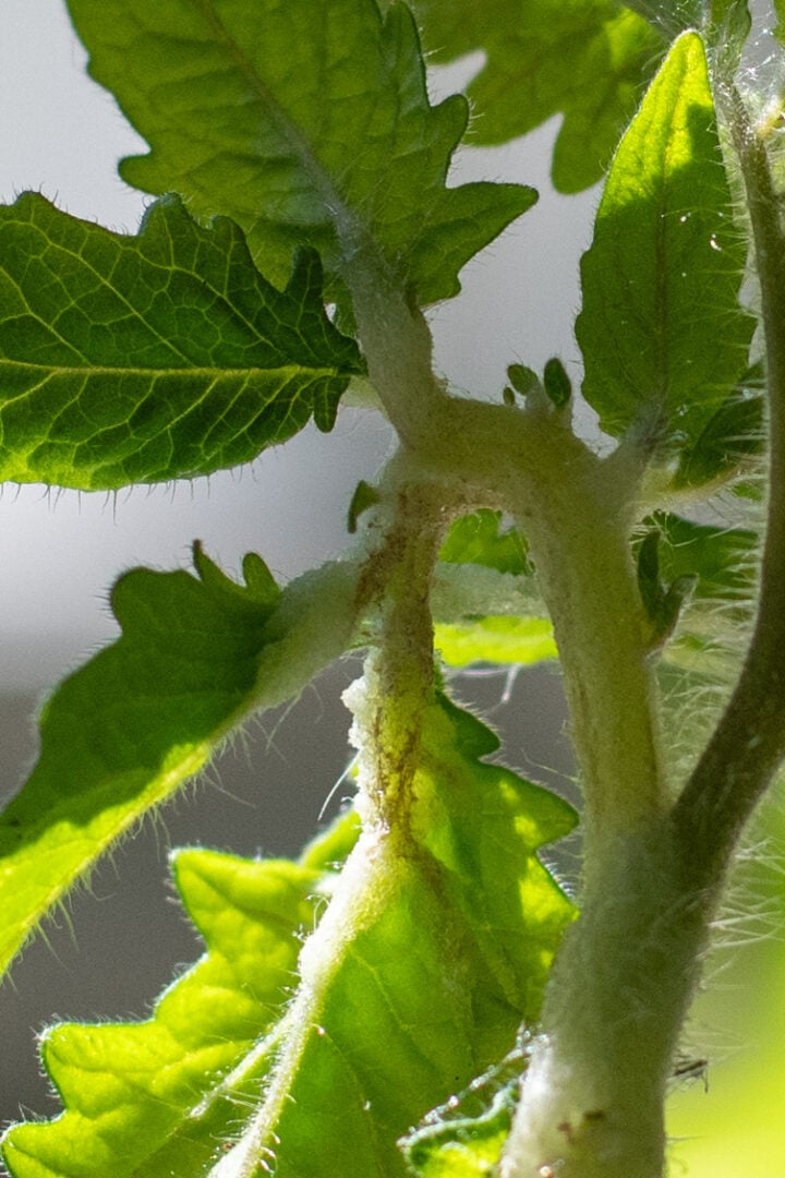 Blisters on Tomato Seedlings – What Is It & How to Treat It