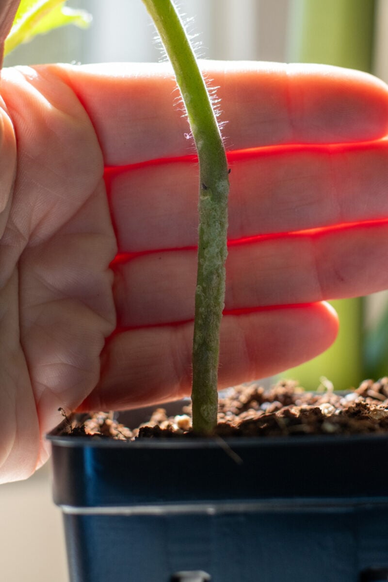 Blisters on Tomato Seedlings – What Is It & How to Treat It