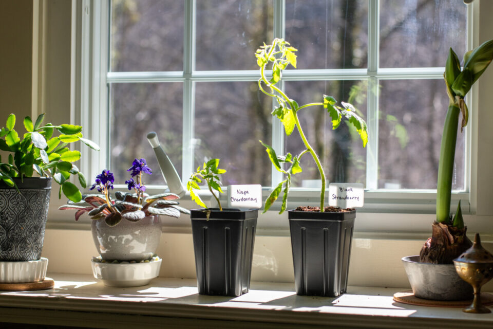 Blisters on Tomato Seedlings – What Is It & How to Treat It