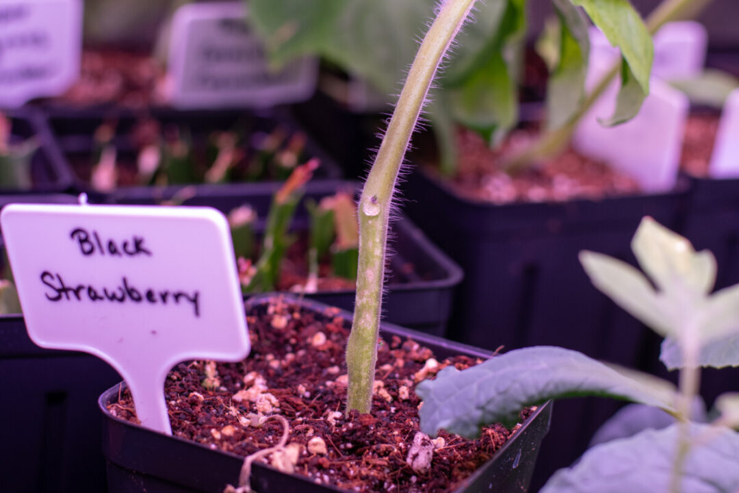 Blisters on Tomato Seedlings – What Is It & How to Treat It