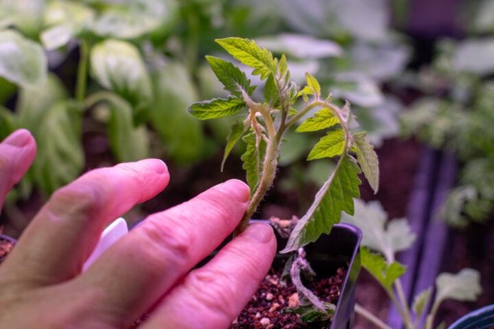 Blisters on Tomato Seedlings – What Is It & How to Treat It