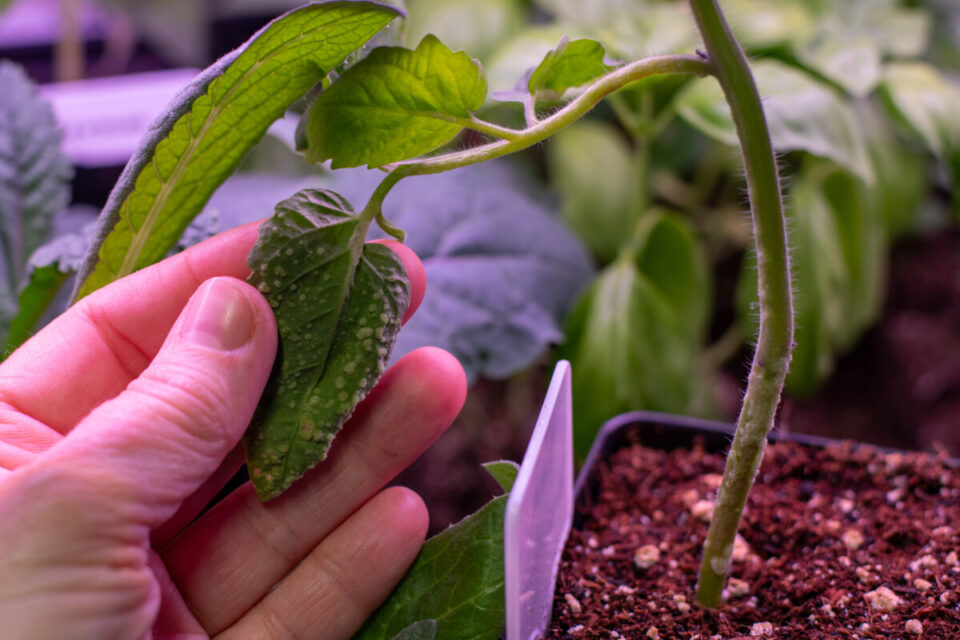 Blisters on Tomato Seedlings – What Is It & How to Treat It