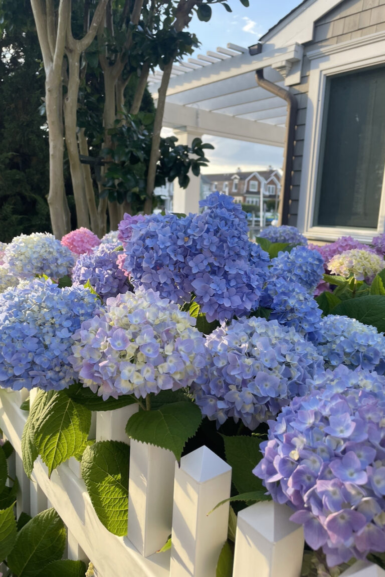 How & When to Fertilize Hydrangeas for Vibrant Summer Blooms