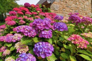 How & When to Fertilize Hydrangeas for Vibrant Summer Blooms