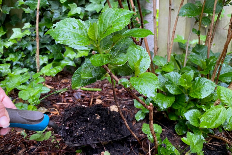 How & When to Fertilize Hydrangeas for Vibrant Summer Blooms