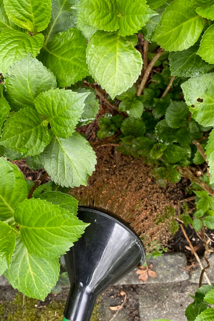 How & When to Fertilize Hydrangeas for Vibrant Summer Blooms