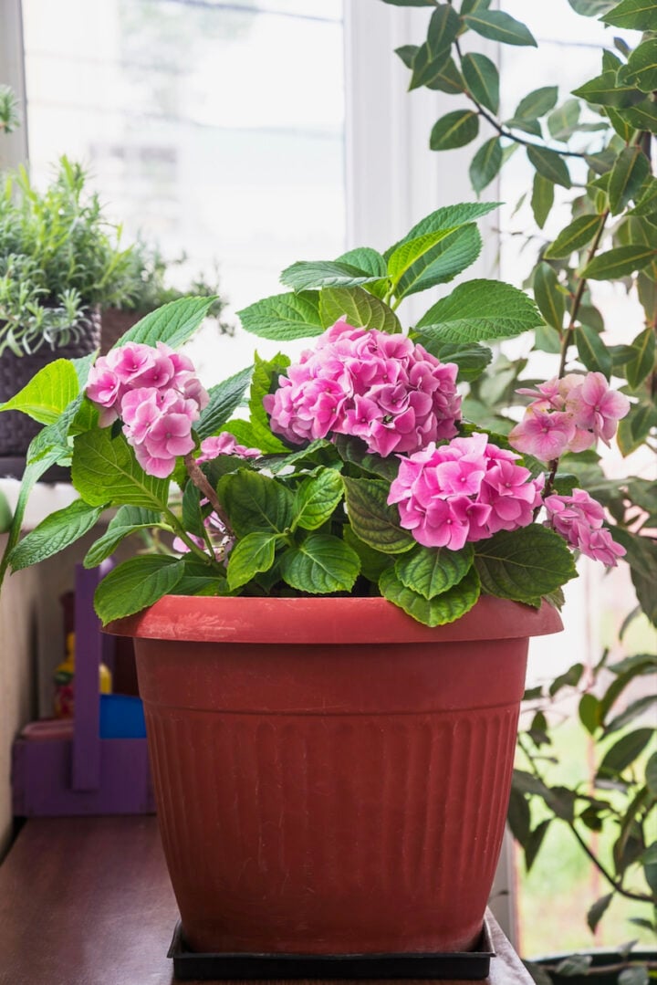 How to Keep a Gift Hydrangea Alive & Planting It in the Garden