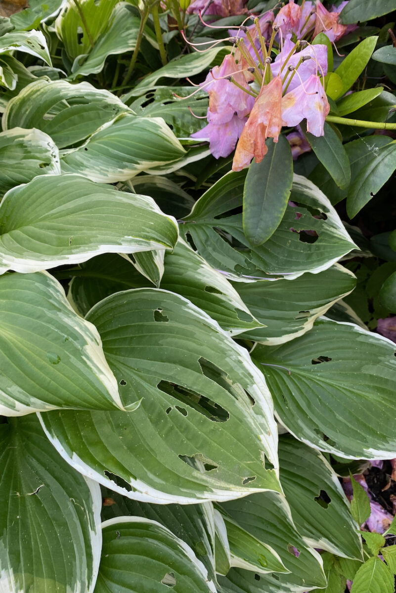 6 Spring Jobs For Huge & Happy Hostas