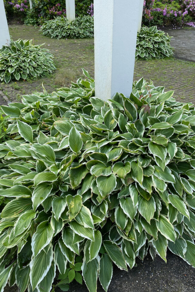 6 Spring Jobs For Huge & Happy Hostas