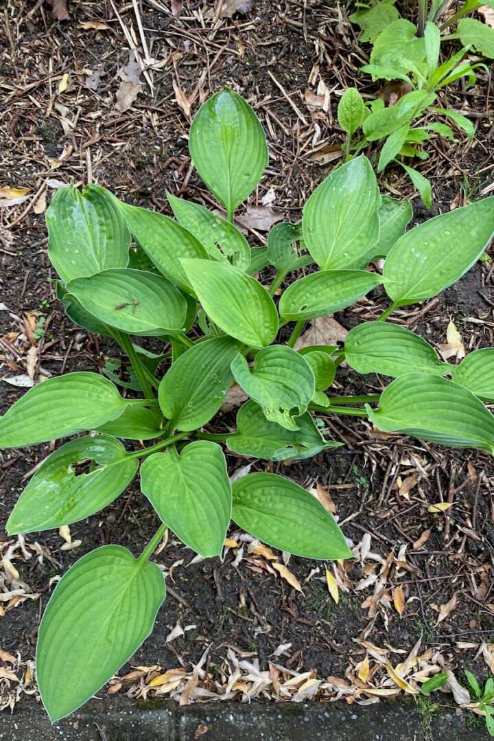 6 Spring Jobs For Huge & Happy Hostas