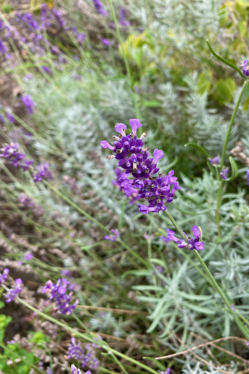 4 Spring Jobs For Stunning Lavender Blooms All Summer Long