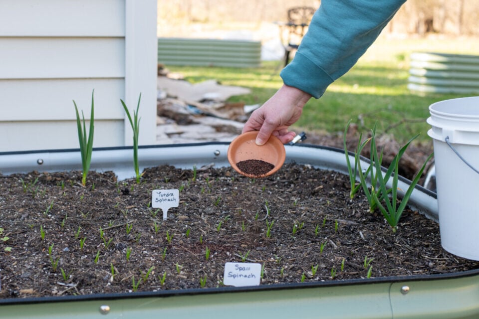 4-Ingredient All-Natural Deer Repellent for Your Garden