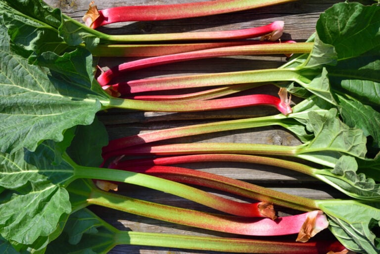 I'd Been Harvesting Rhubarb All Wrong - Here’s the Right Way to Keep ...