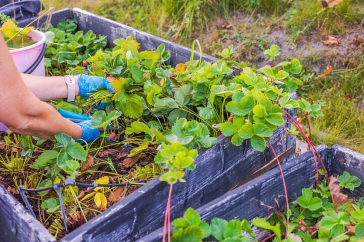 How & When To Fertilize Strawberries For Buckets Of Berries