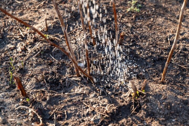 How To Fertilize Raspberries In Spring & 3 More Jobs For A Bumper Crop ...