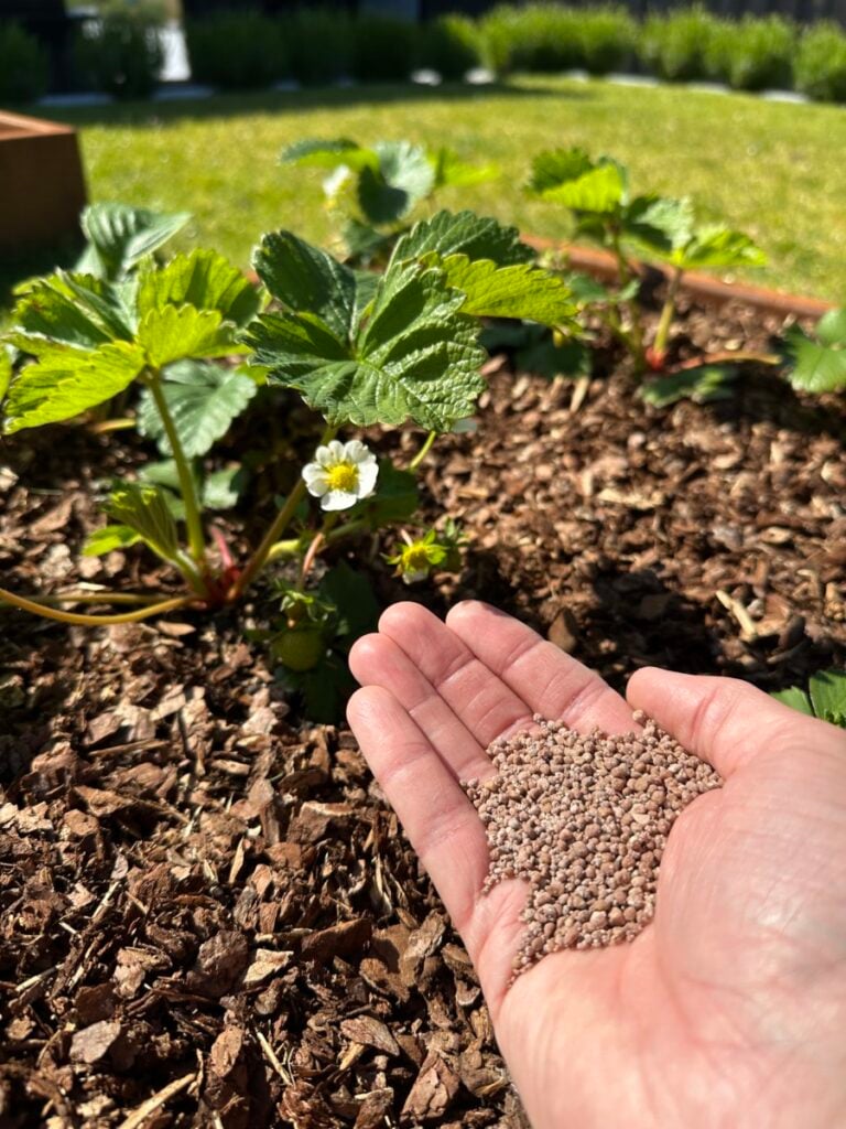 How & When To Fertilize Strawberries For Buckets Of Berries