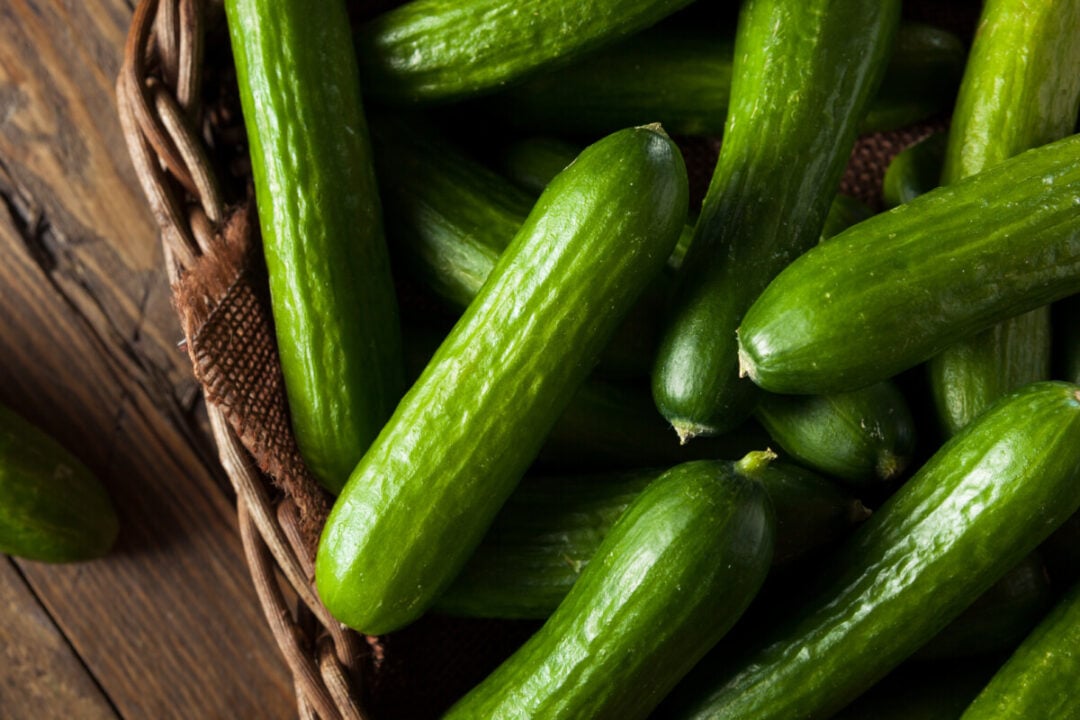 I'm Obsessed with Persian “Mini” Cucumbers – How to Grow the G.O.A.T ...