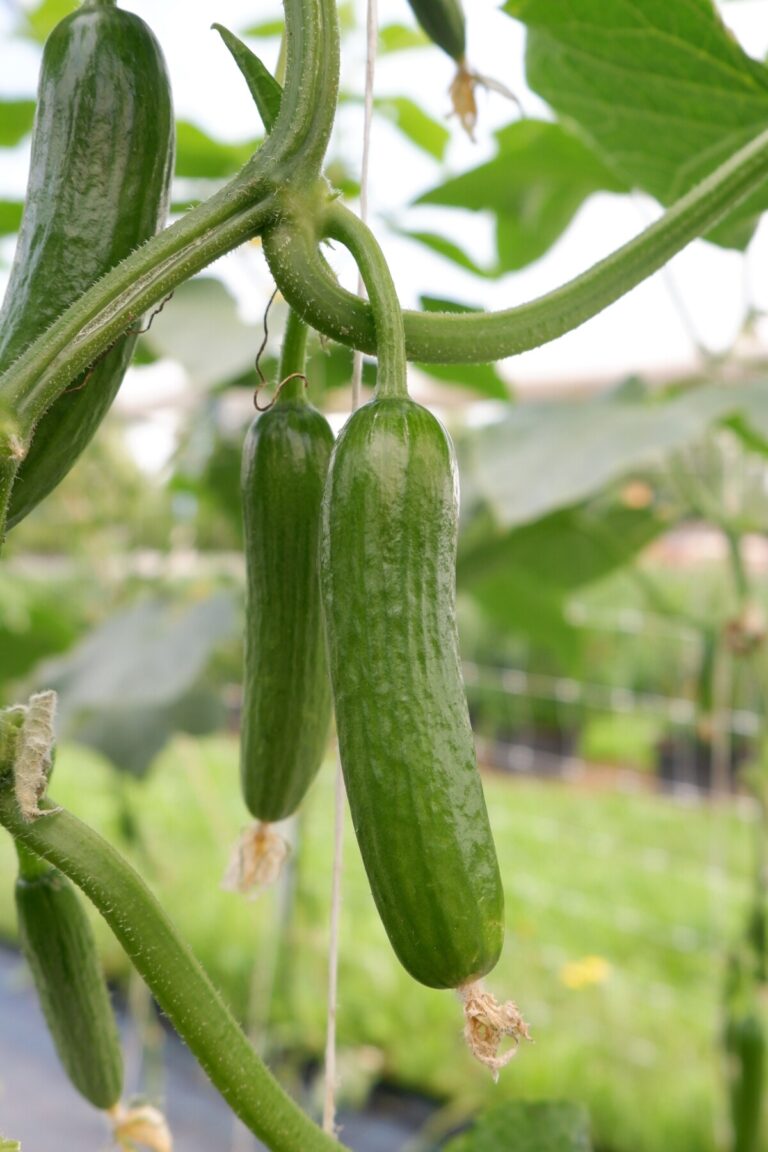 I'm Obsessed with Persian “Mini” Cucumbers – How to Grow the G.O.A.T ...