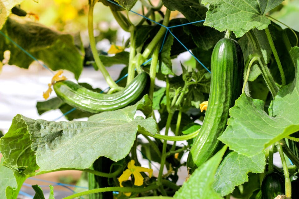 I'm Obsessed with Persian “Mini” Cucumbers – How to Grow the G.O.A.T ...