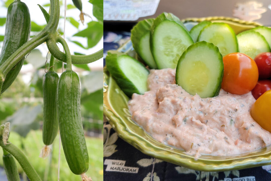 I'm Obsessed with Persian “Mini” Cucumbers – How to Grow the G.O.A.T ...