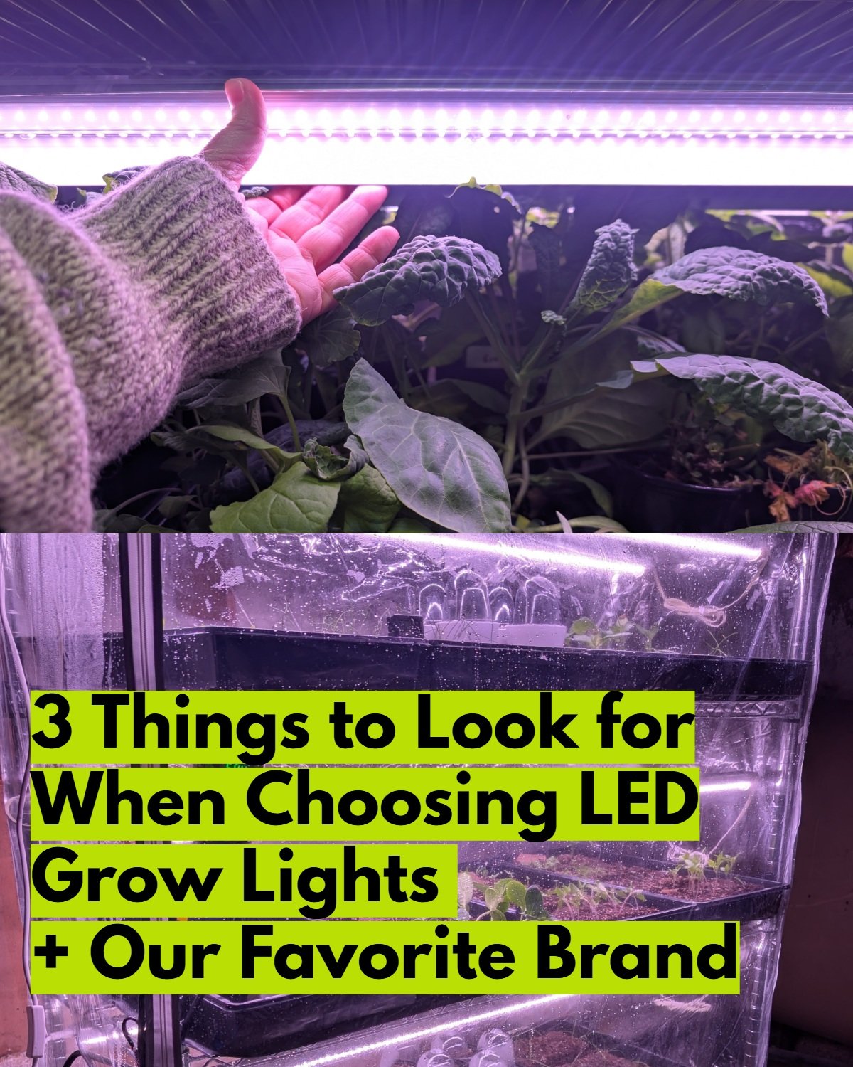 3 Things to Look for When Choosing LED Grow Lights + Our Favorite Brand