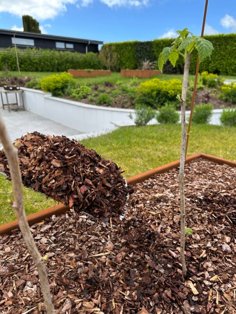 How To Fertilize Raspberries In Spring & 3 More Jobs For A Bumper Crop ...