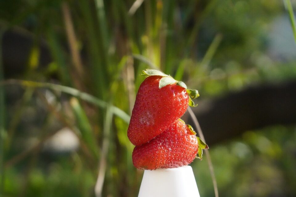 How & When To Fertilize Strawberries For Buckets Of Berries