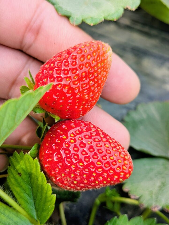 How & When To Fertilize Strawberries For Buckets Of Berries