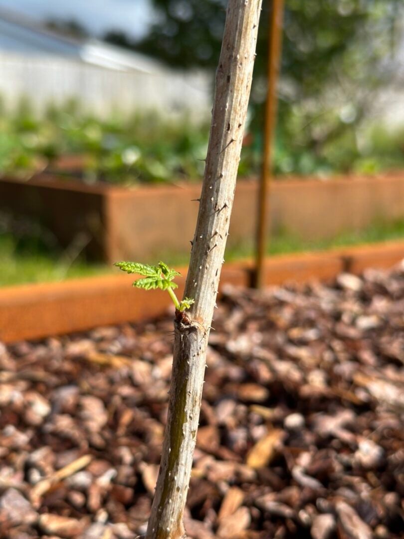 How To Fertilize Raspberries In Spring & 3 More Jobs For A Bumper Crop ...
