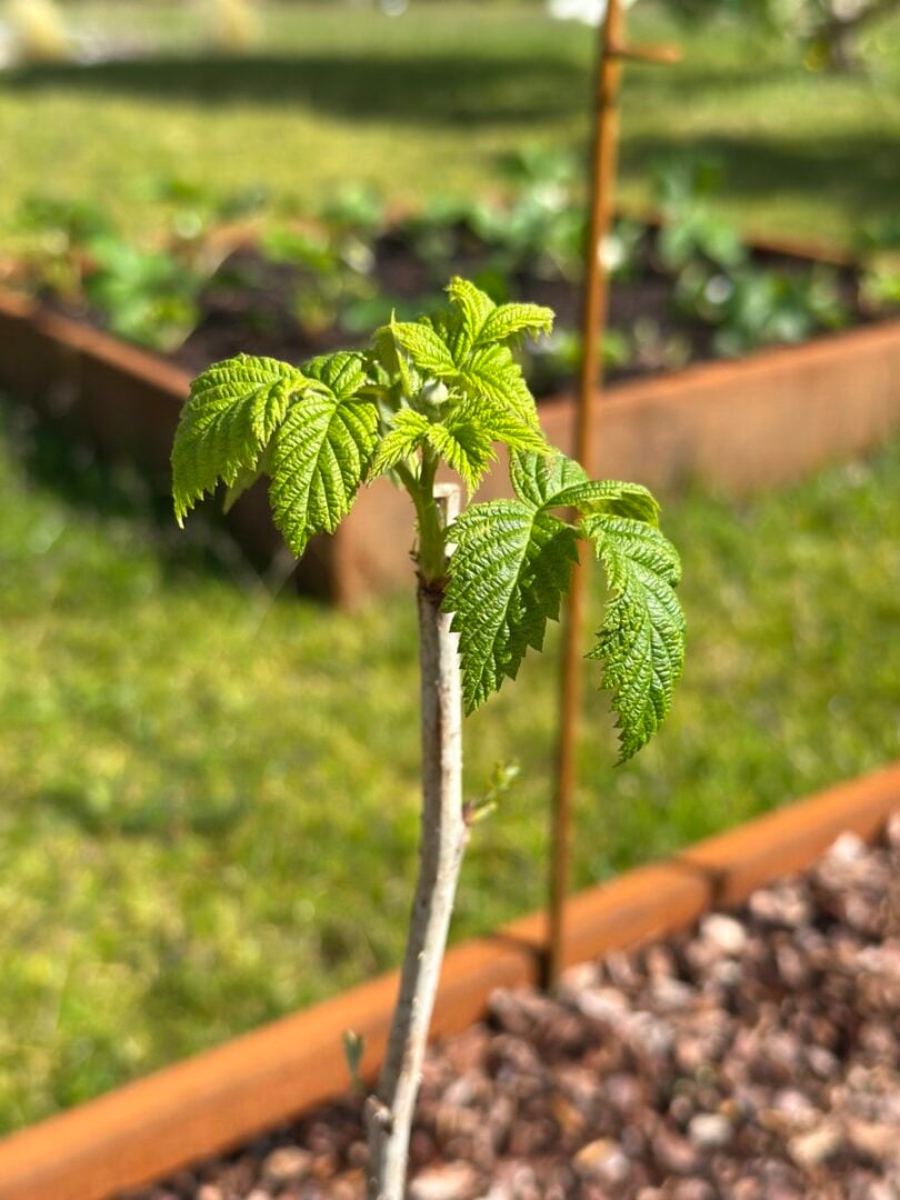 How To Fertilize Raspberries In Spring & 3 More Jobs For A Bumper Crop ...