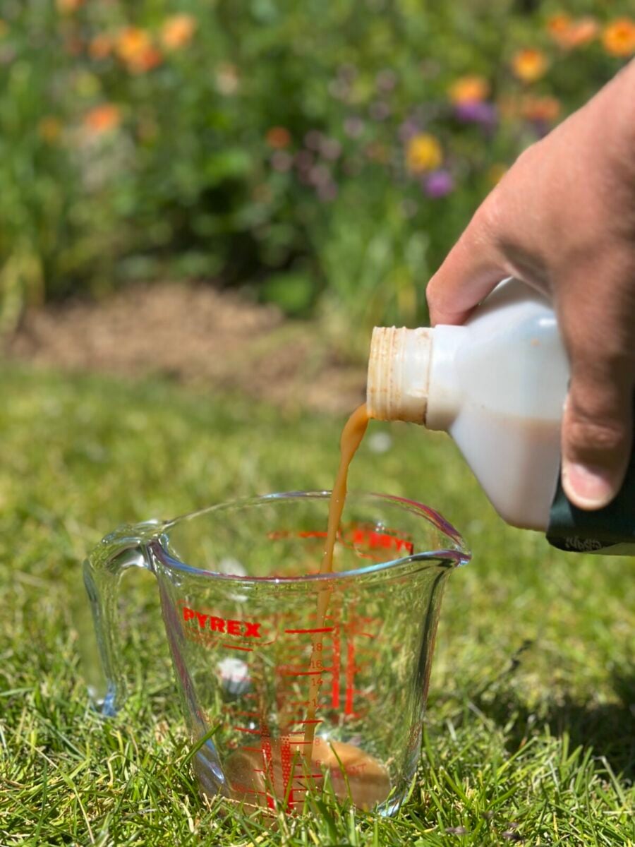 The Truth About Seaweed "Fertilizer" - Does It Really Work?