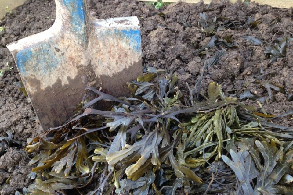 The Truth About Seaweed "Fertilizer" - Does It Really Work?