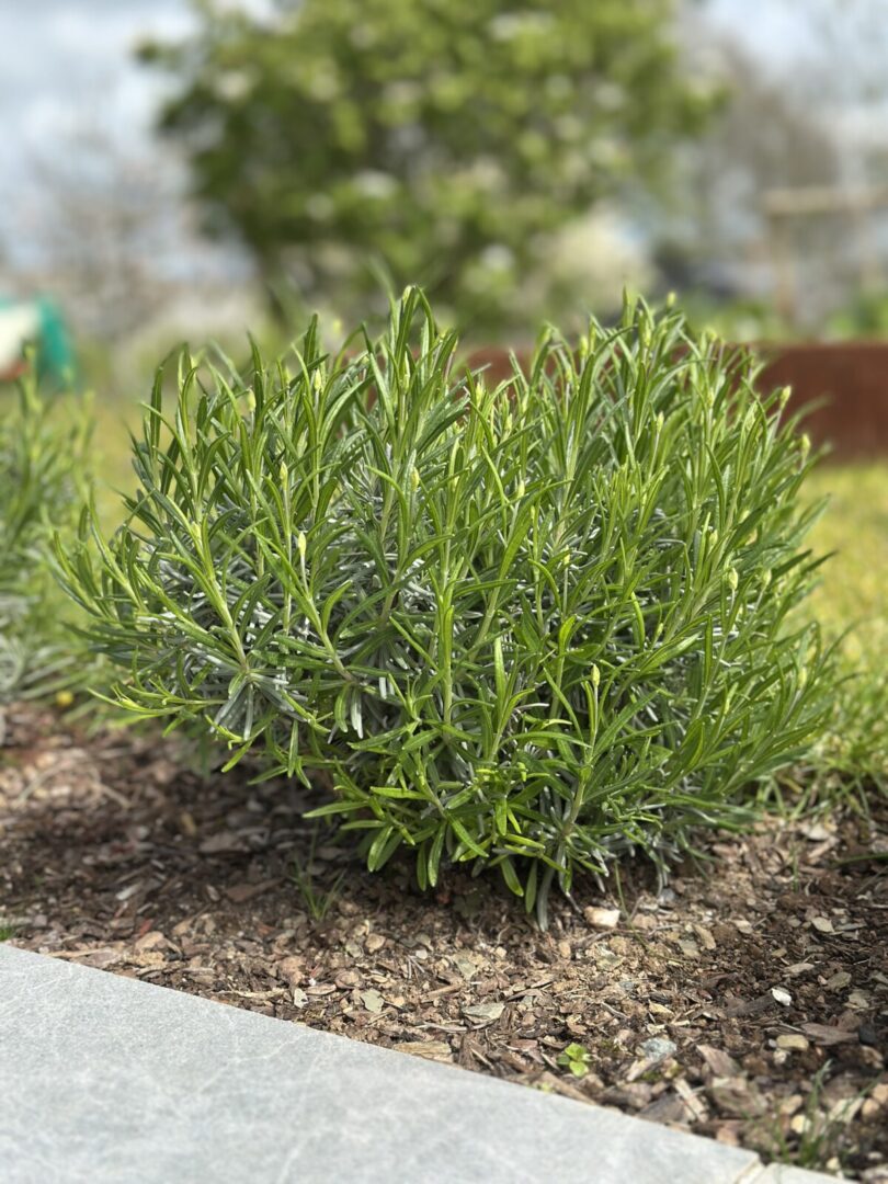 4 Spring Jobs For Stunning Lavender Blooms All Summer Long