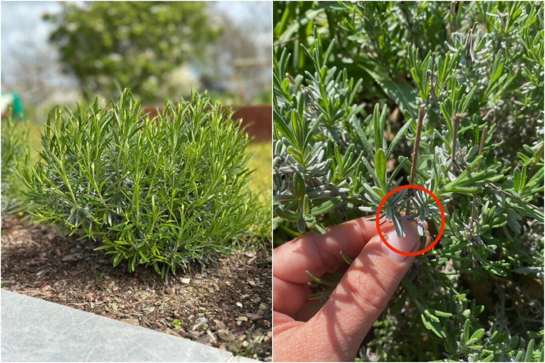 4 Spring Jobs For Stunning Lavender Blooms All Summer Long