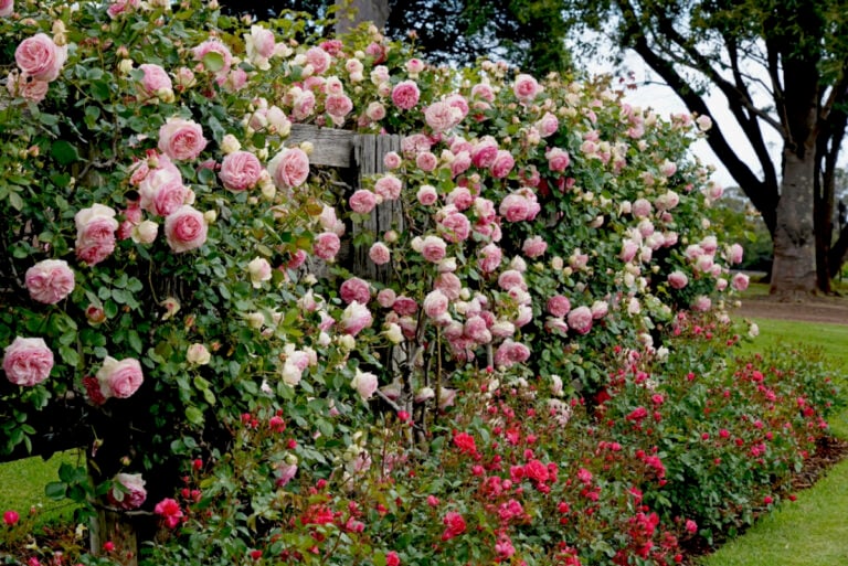 Fertilizing Roses in Spring for Stunning Blooms (& Bonus Tip for More ...