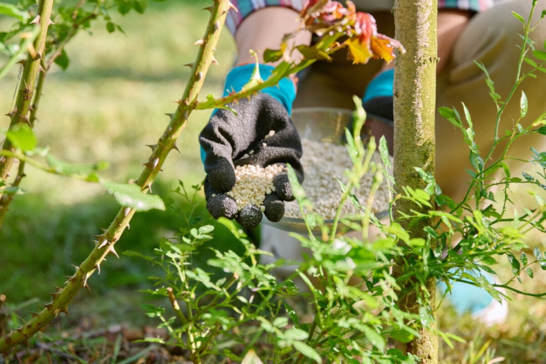 Fertilizing Roses in Spring for Stunning Blooms (& Bonus Tip for More ...